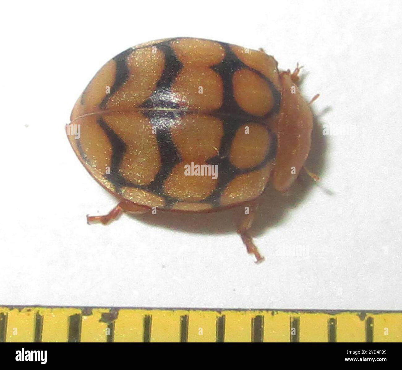 Potato Lady Beetle (Solanophila dregei Stock Photo - Alamy