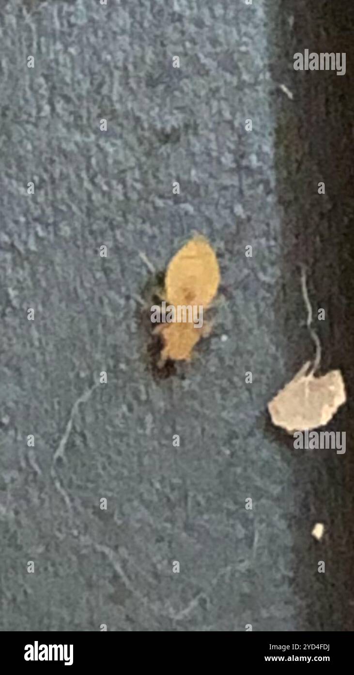 Trogium pulsatorium hi-res stock photography and images - Alamy