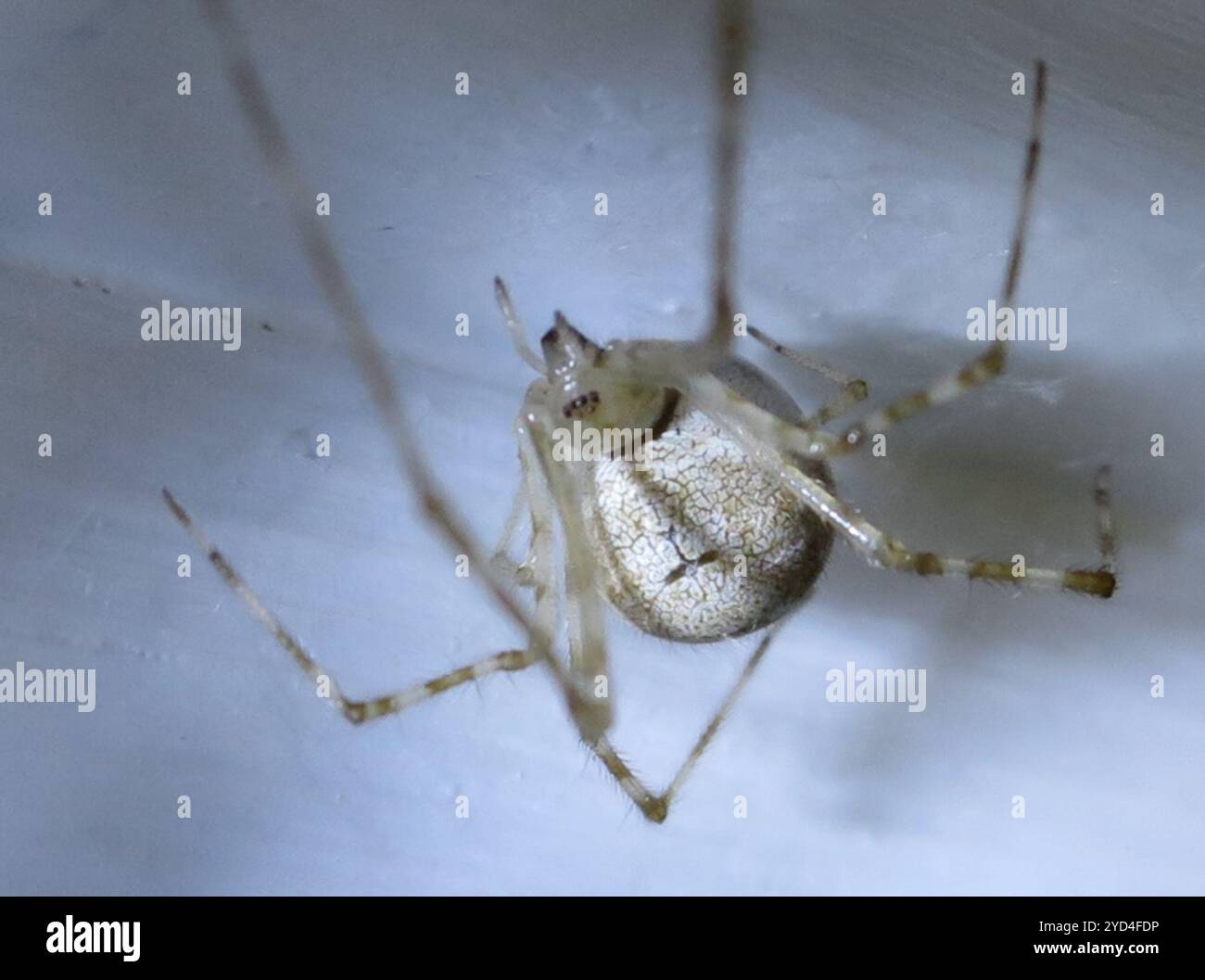 White porch spider (Cryptachaea gigantipes Stock Photo - Alamy