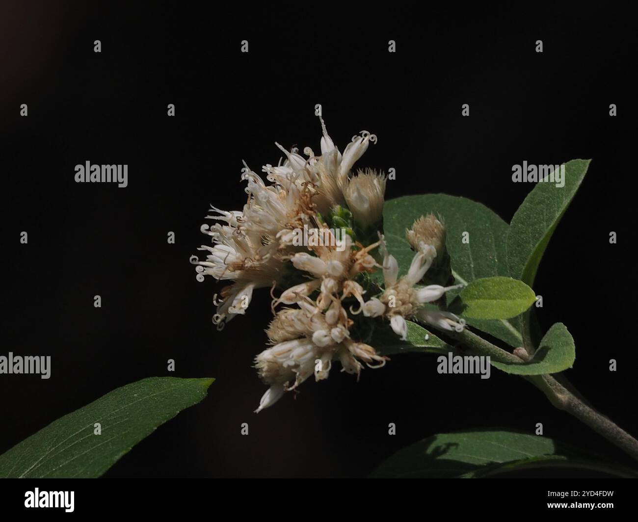 River Bittertea (Gymnanthemum amygdalinum Stock Photo - Alamy