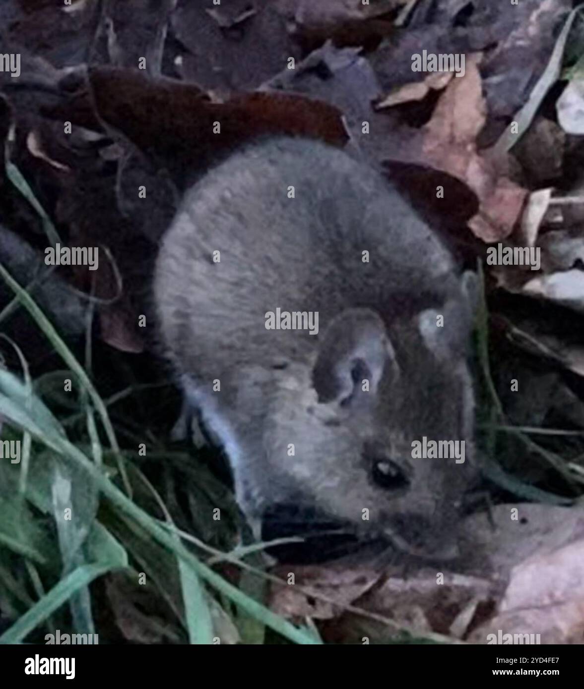European Wood Mouse (Apodemus sylvaticus Stock Photo - Alamy