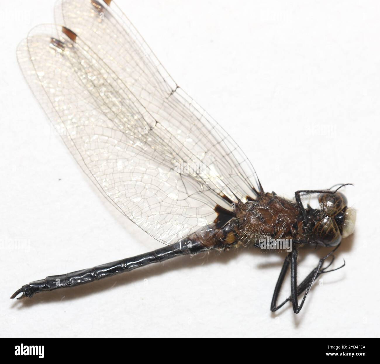 Frosted Whiteface (Leucorrhinia frigida Stock Photo - Alamy