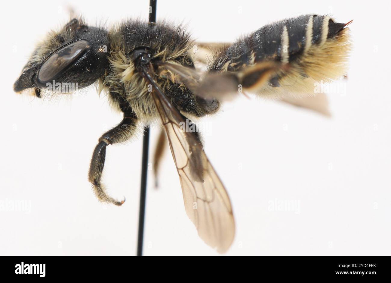 Unarmed Leafcutter Bee (Megachile inermis Stock Photo - Alamy
