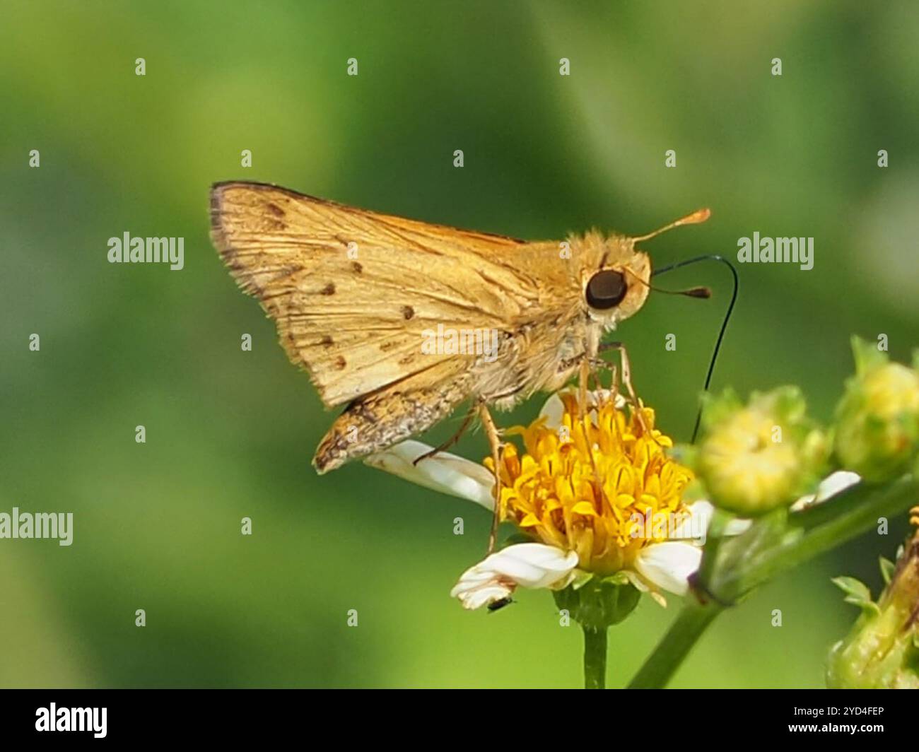 Fiery Skipper (Hylephila phyleus Stock Photo - Alamy
