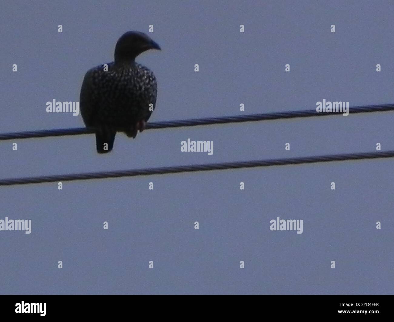 Painted Francolin (Francolinus pictus Stock Photo - Alamy