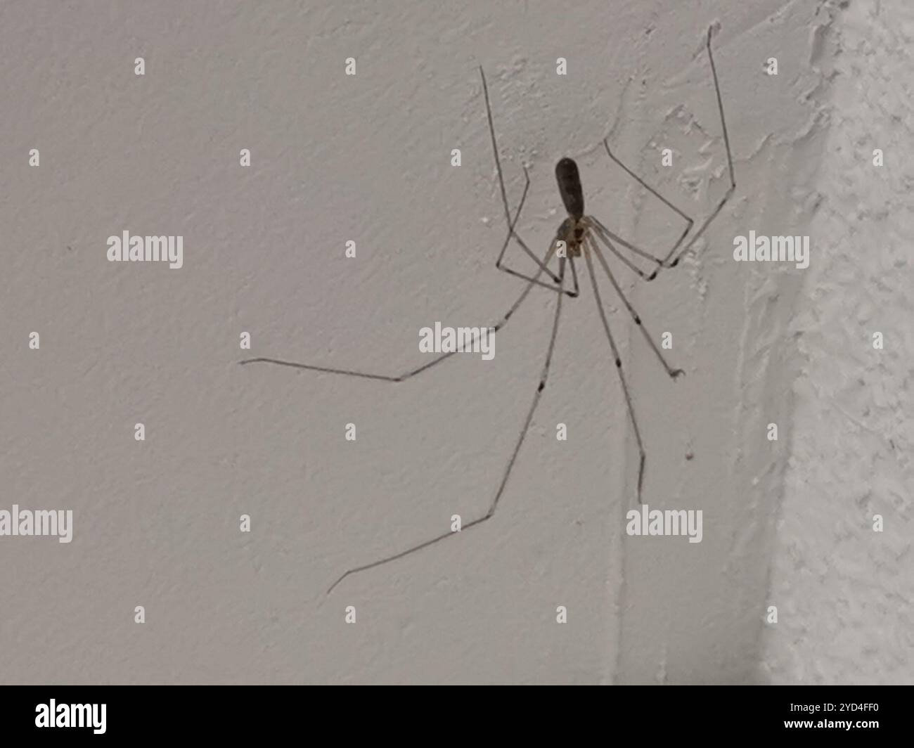 Long-bodied Cellar Spider (Pholcus phalangioides Stock Photo - Alamy