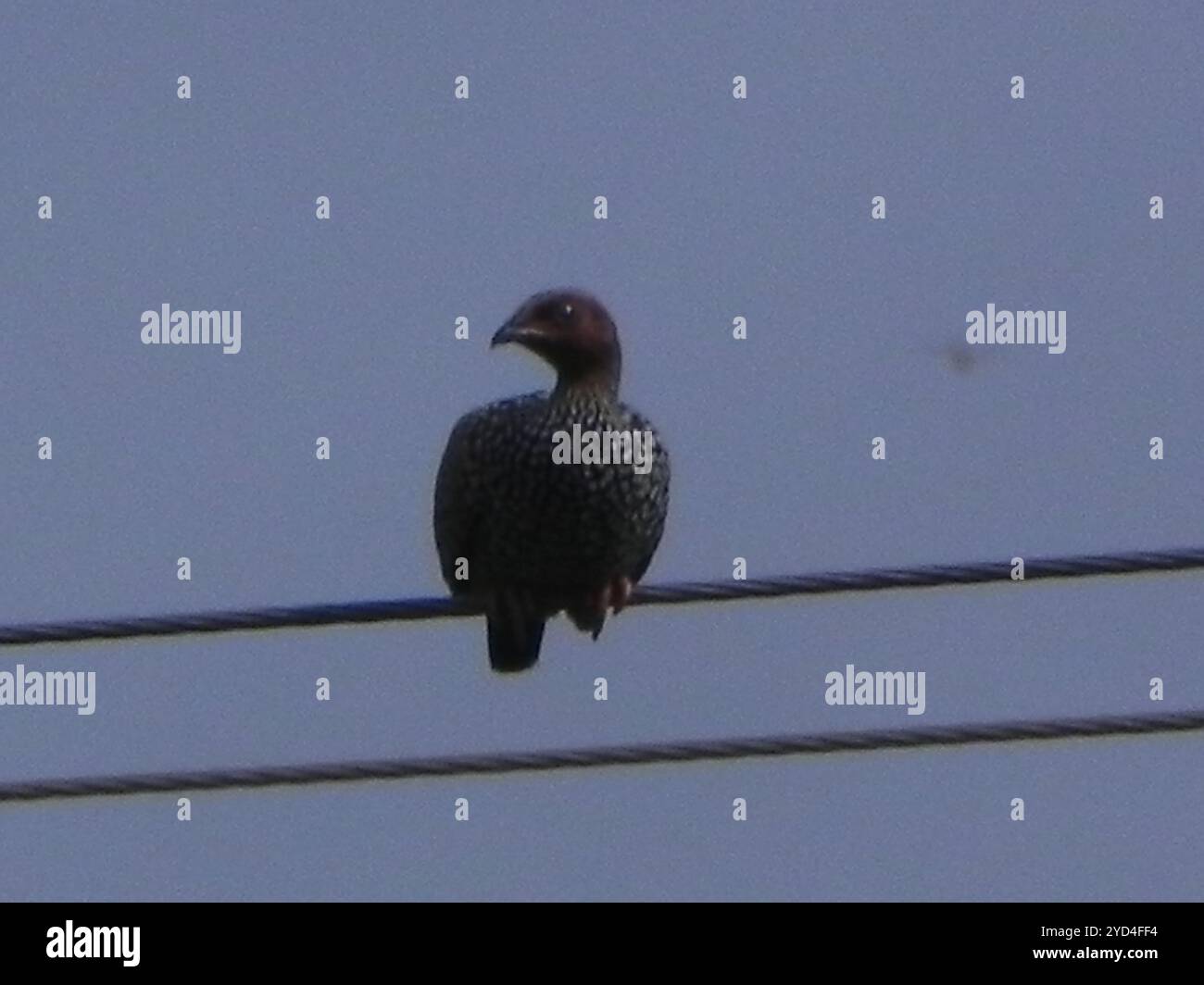 Painted Francolin (Francolinus pictus Stock Photo - Alamy