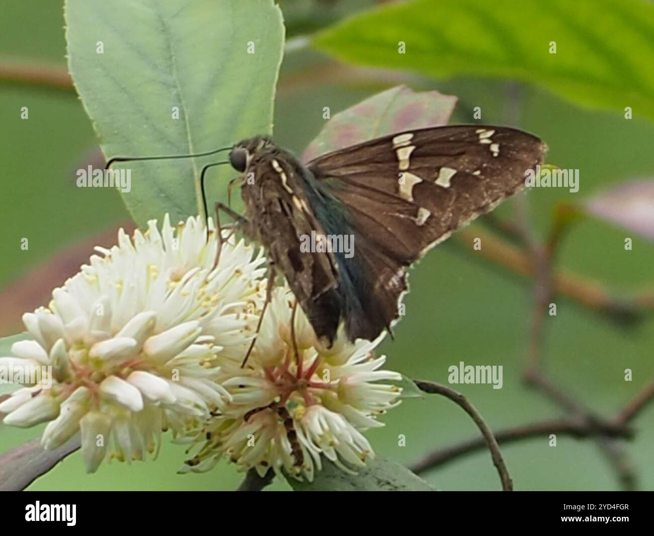 Long-tailed Skipper (Urbanus proteus Stock Photo - Alamy