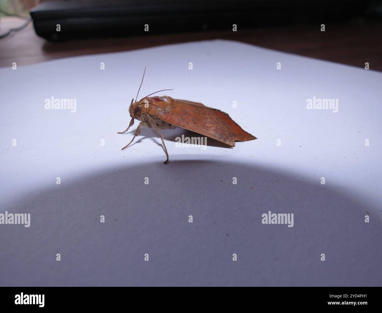 Orangeborder Achaea (Achaea praestans Stock Photo - Alamy