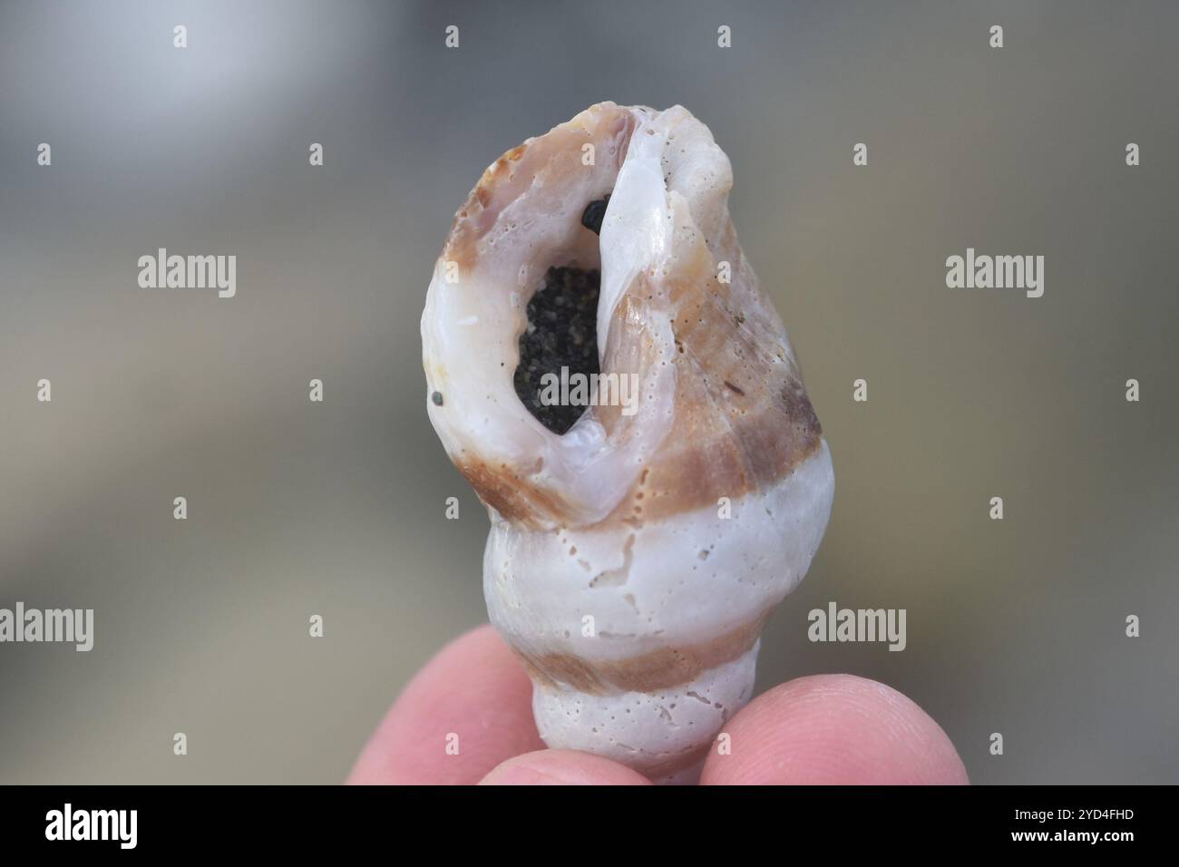 Frilled Dogwinkle (Nucella lamellosa Stock Photo - Alamy