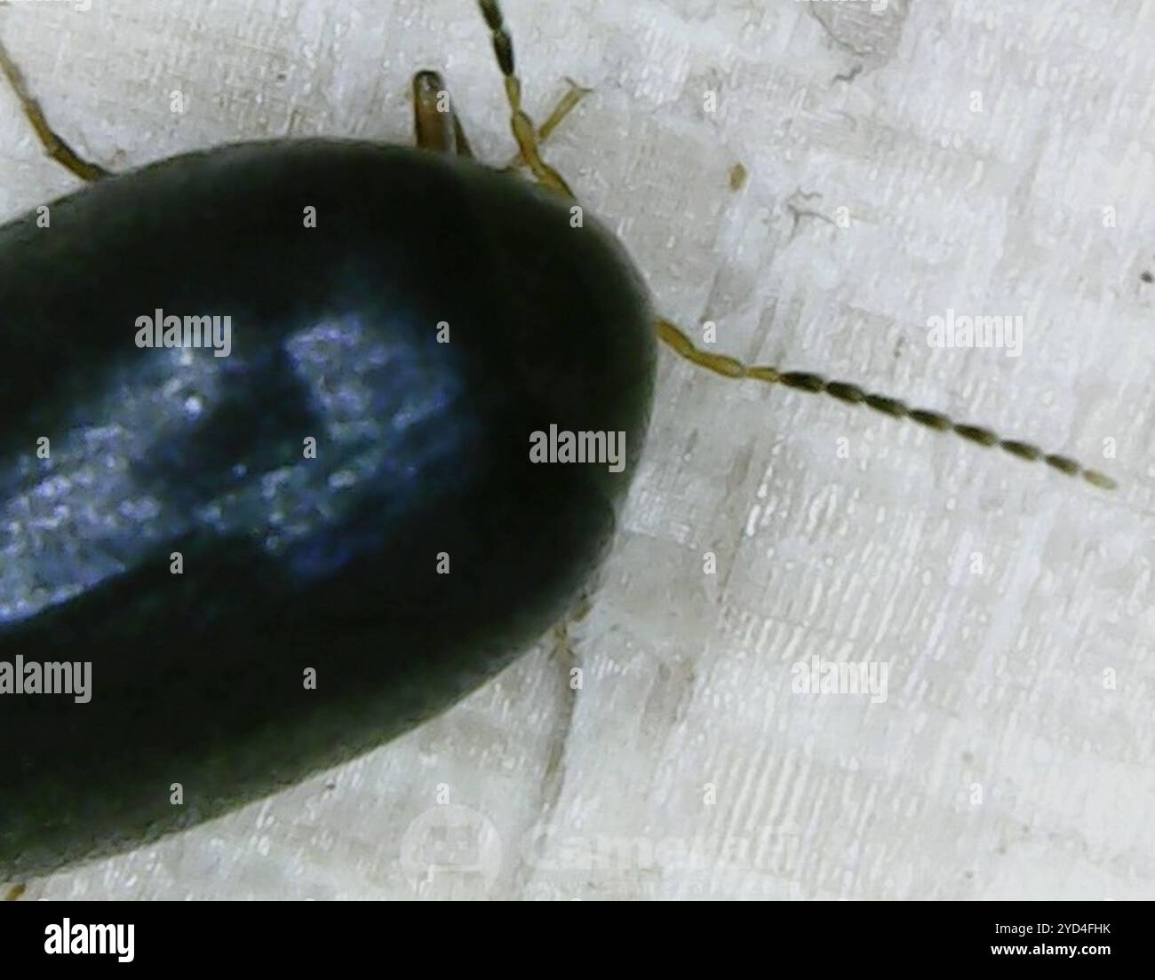 Plate-thigh Beetles (Eucinetidae Stock Photo - Alamy