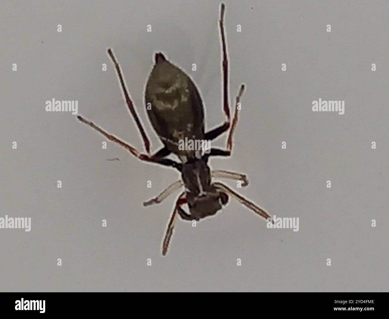 Ant-mimic Spiders (Myrmarachne Stock Photo - Alamy