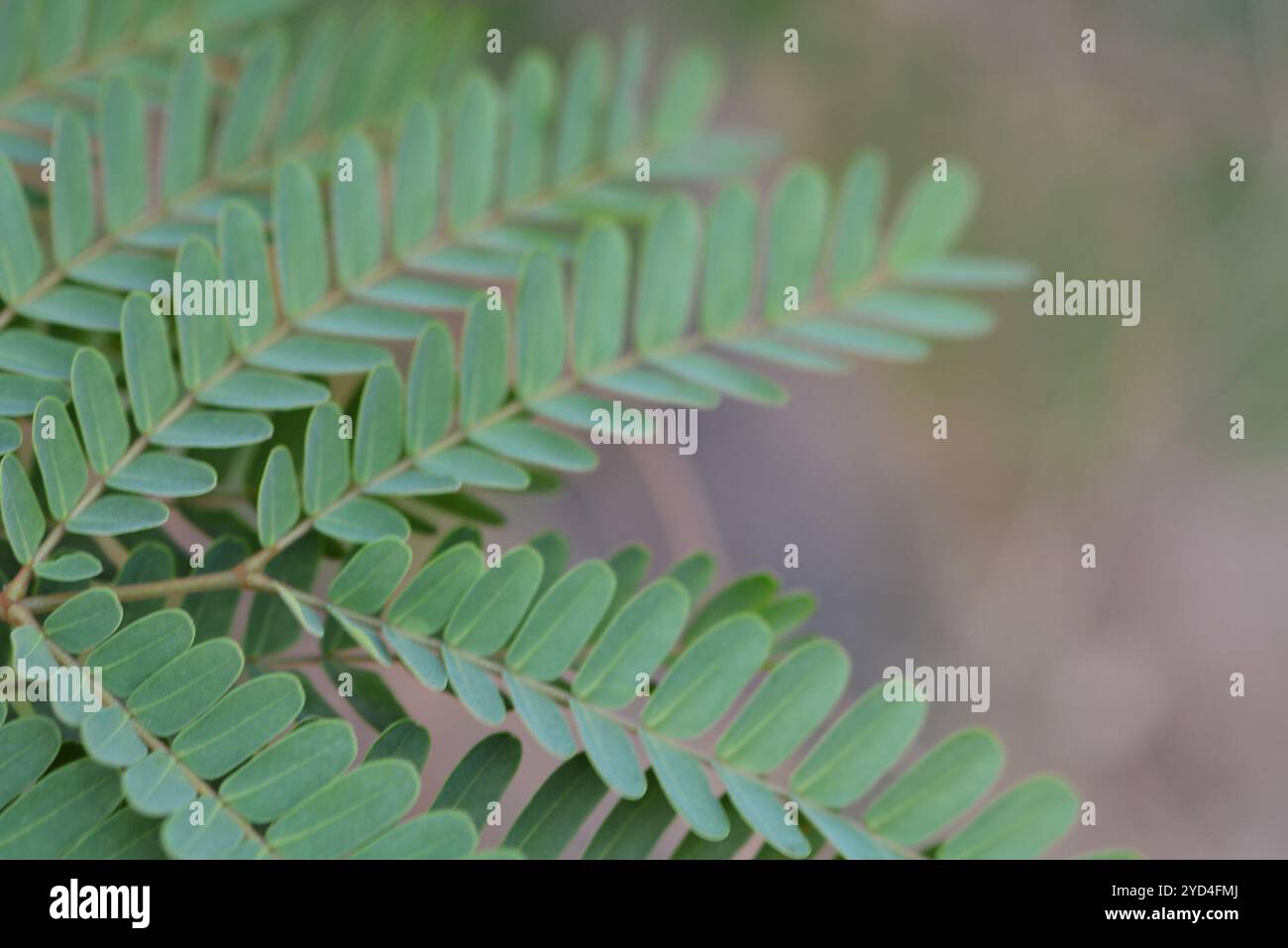 Yellow Flame Tree (Peltophorum pterocarpum Stock Photo - Alamy
