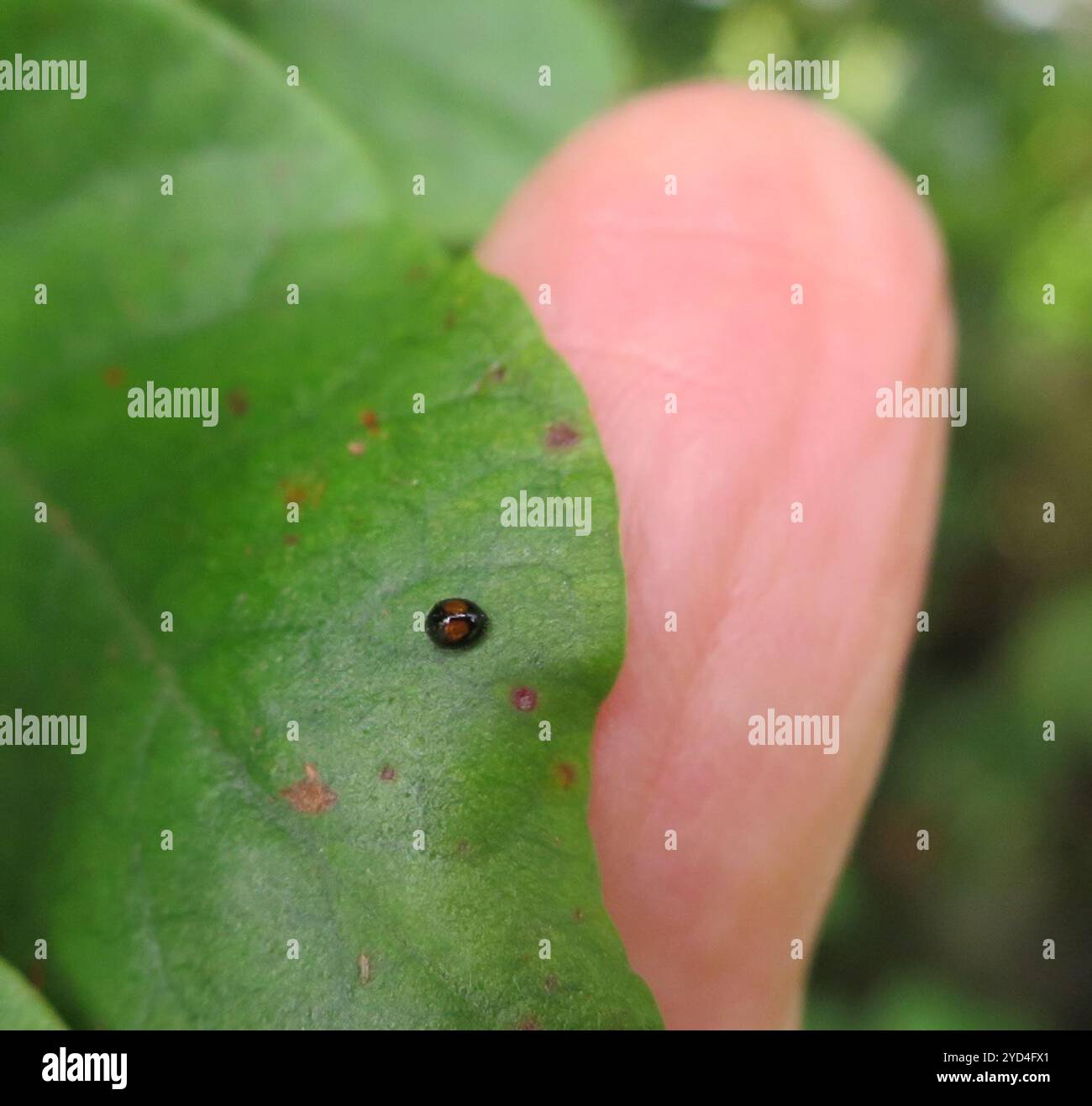 Citrus whitefly ladybird (Serangium maculigerum Stock Photo - Alamy