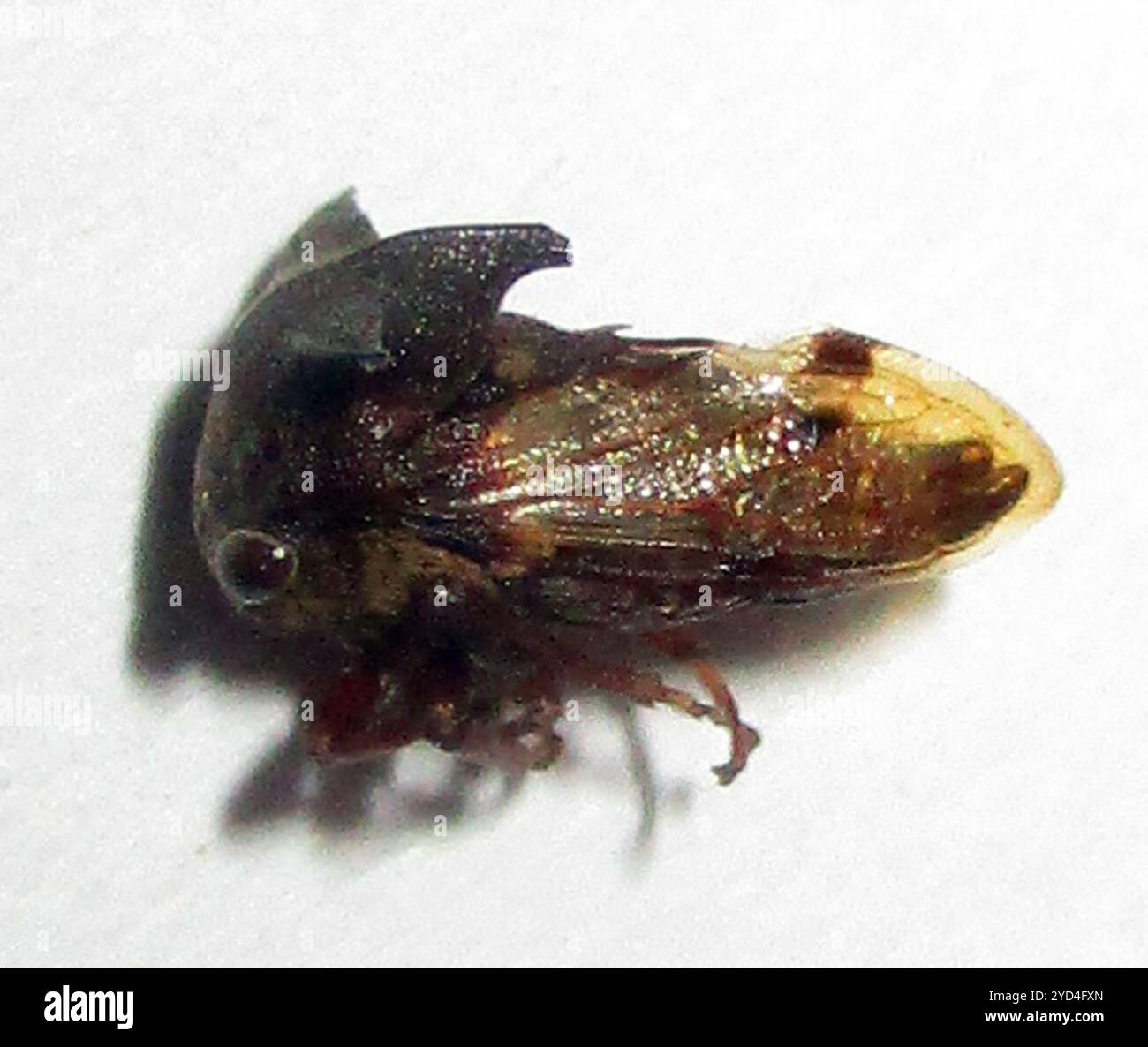 Typical Treehoppers (Membracidae Stock Photo - Alamy