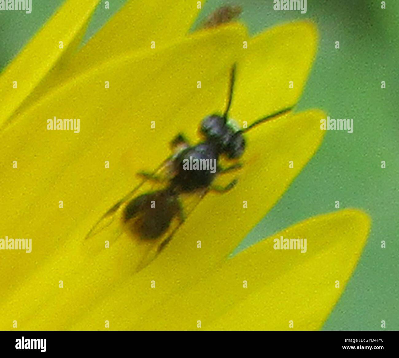 Black Reed Bees (Braunsapis Stock Photo - Alamy