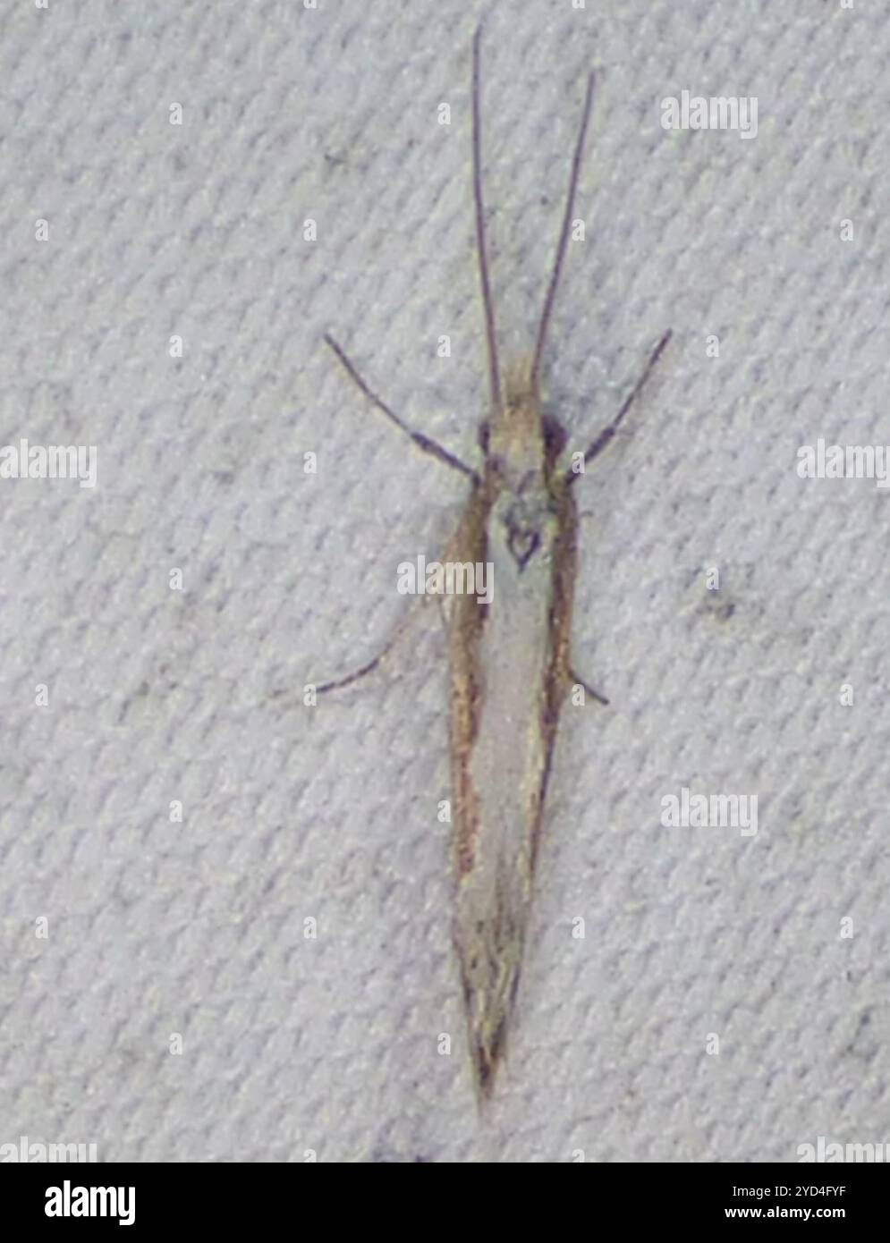 Diamondback Moth (Plutella xylostella Stock Photo - Alamy