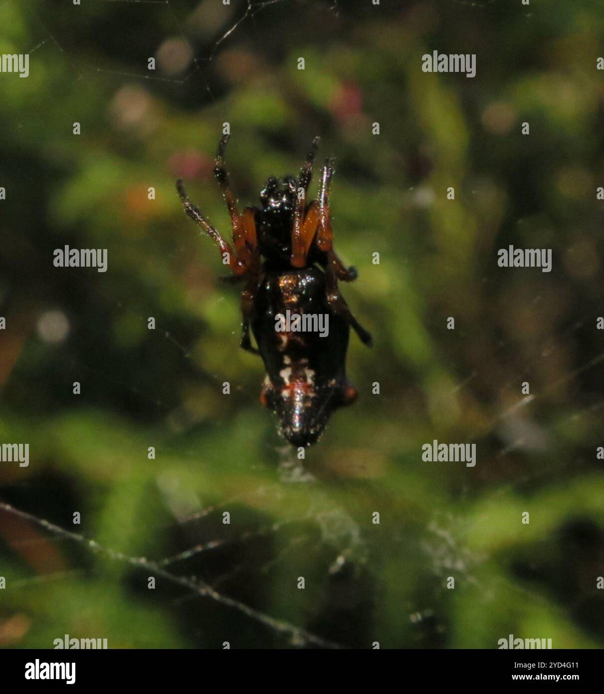 Three-lobed Spider (Cyclosa trilobata Stock Photo - Alamy