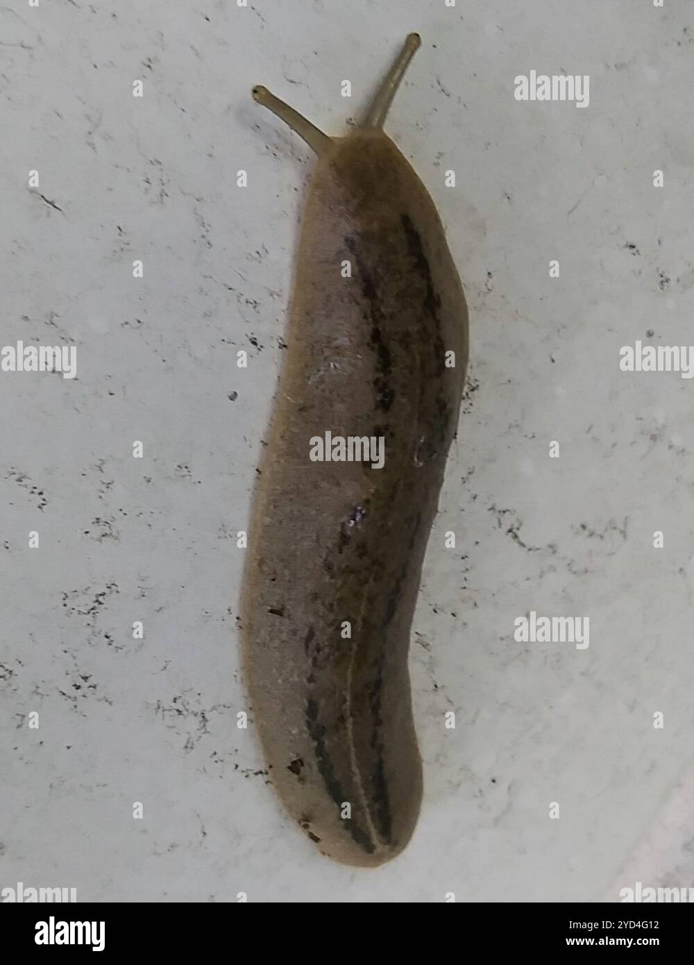 Florida Leatherleaf Slug (Leidyula floridana Stock Photo - Alamy