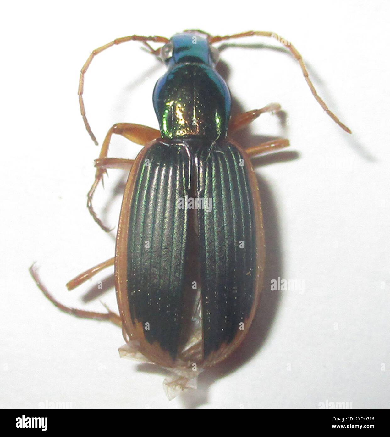Vivid Metallic Ground Beetles (Chlaenius Stock Photo - Alamy