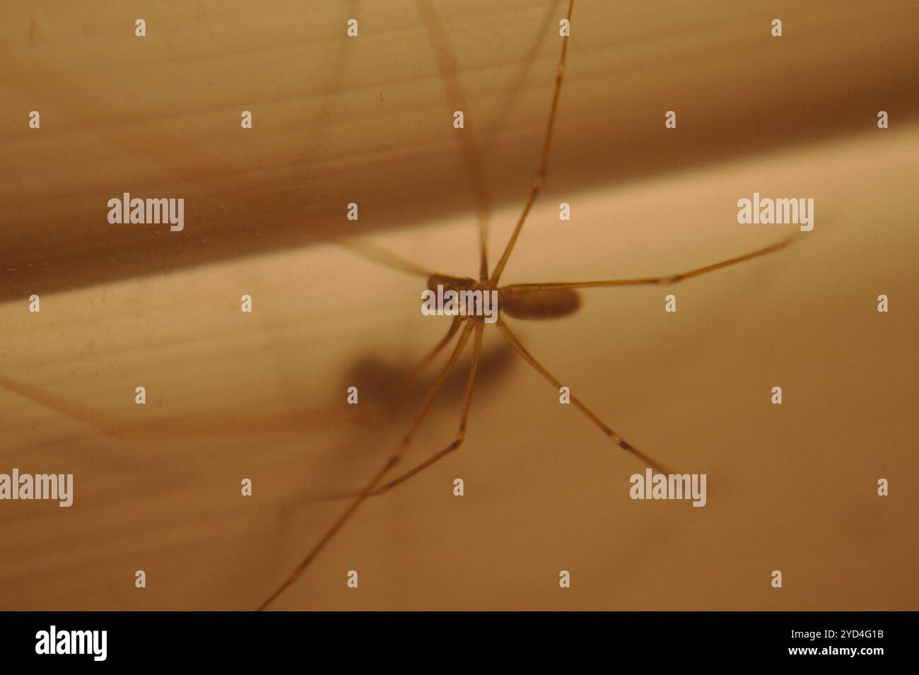 Harvestman Cellar Spider (Pholcus opilionoides Stock Photo - Alamy