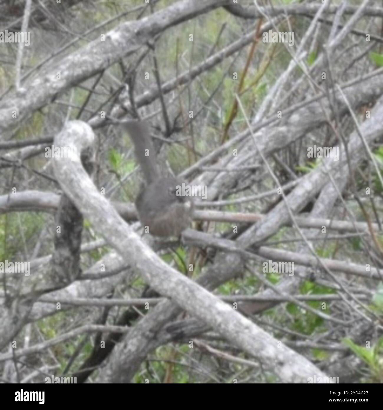 Wrentit (Chamaea fasciata Stock Photo - Alamy