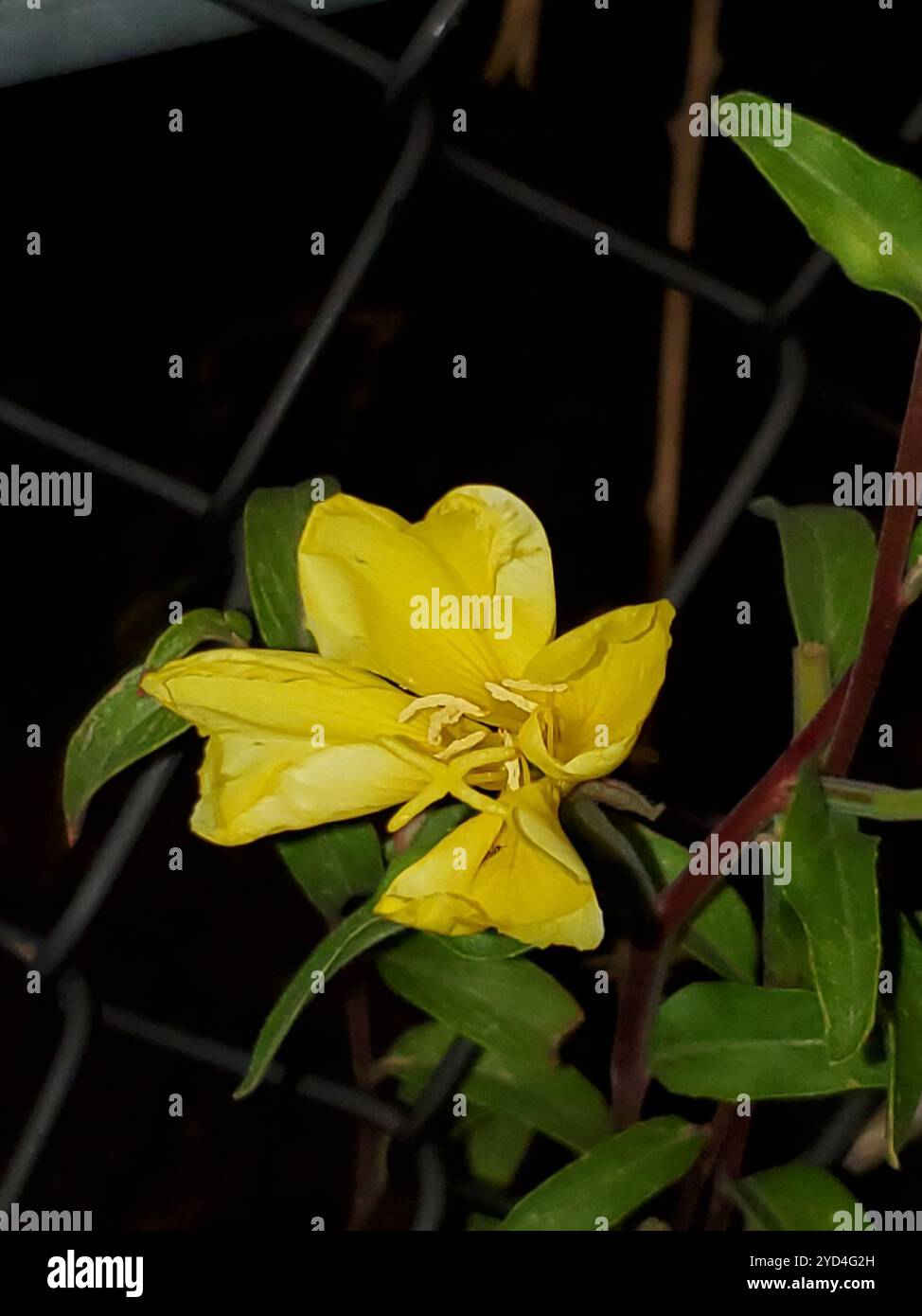 tall evening primrose (Oenothera elata Stock Photo - Alamy