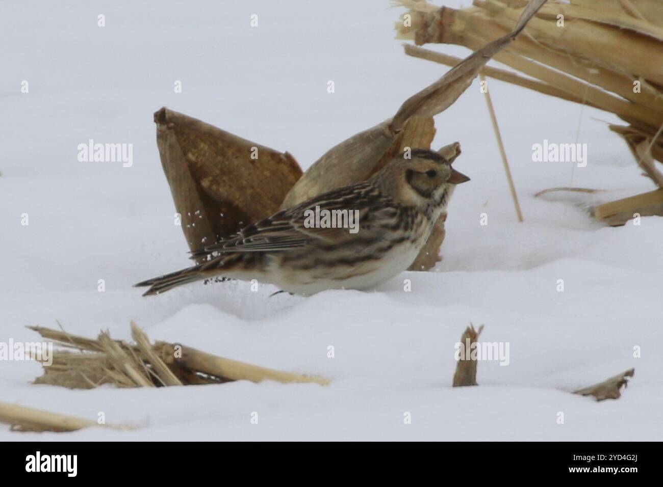 Lapland Longspur (Calcarius lapponicus Stock Photo - Alamy