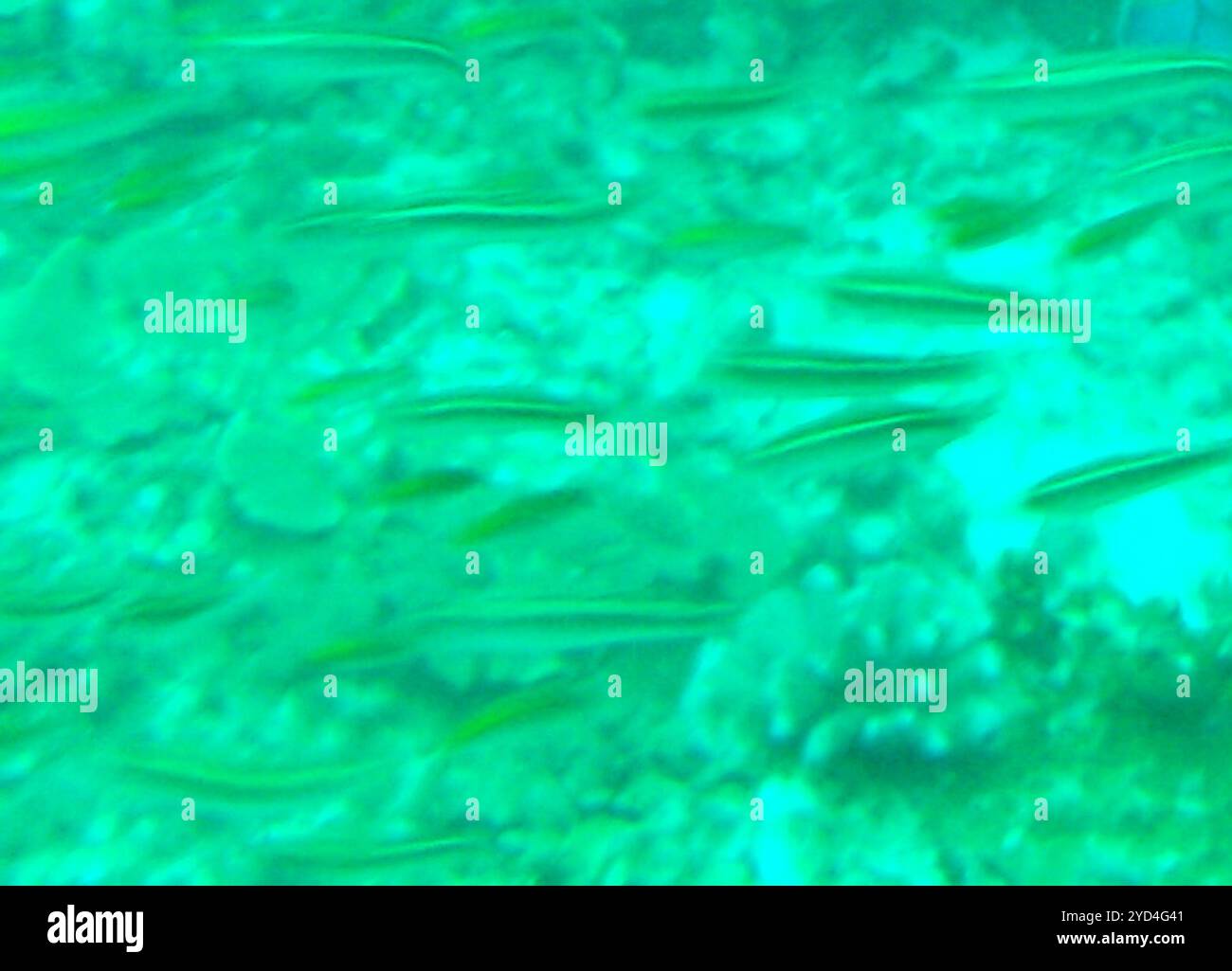 Ray-finned Fishes (Actinopterygii Stock Photo - Alamy