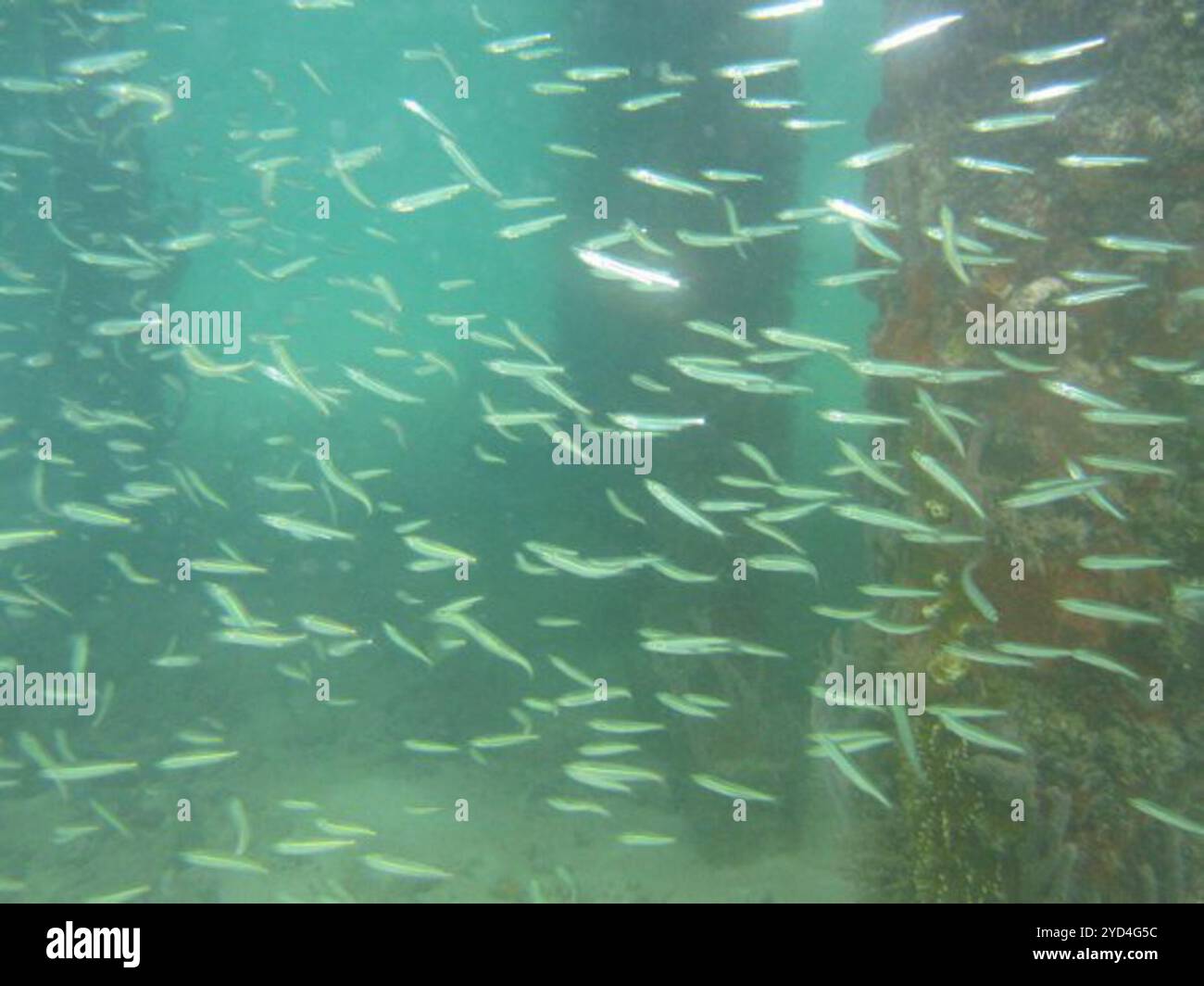 Ray-finned Fishes (Actinopterygii Stock Photo - Alamy