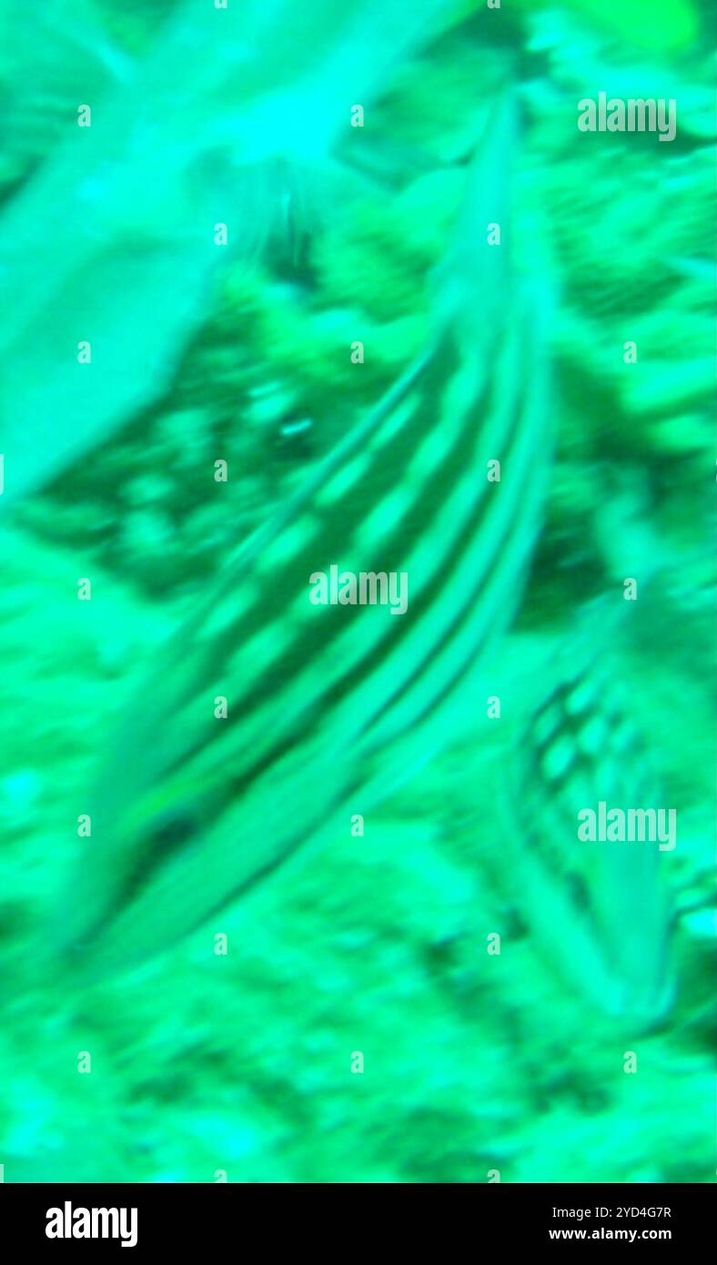 Checkered Snapper (Lutjanus decussatus Stock Photo - Alamy