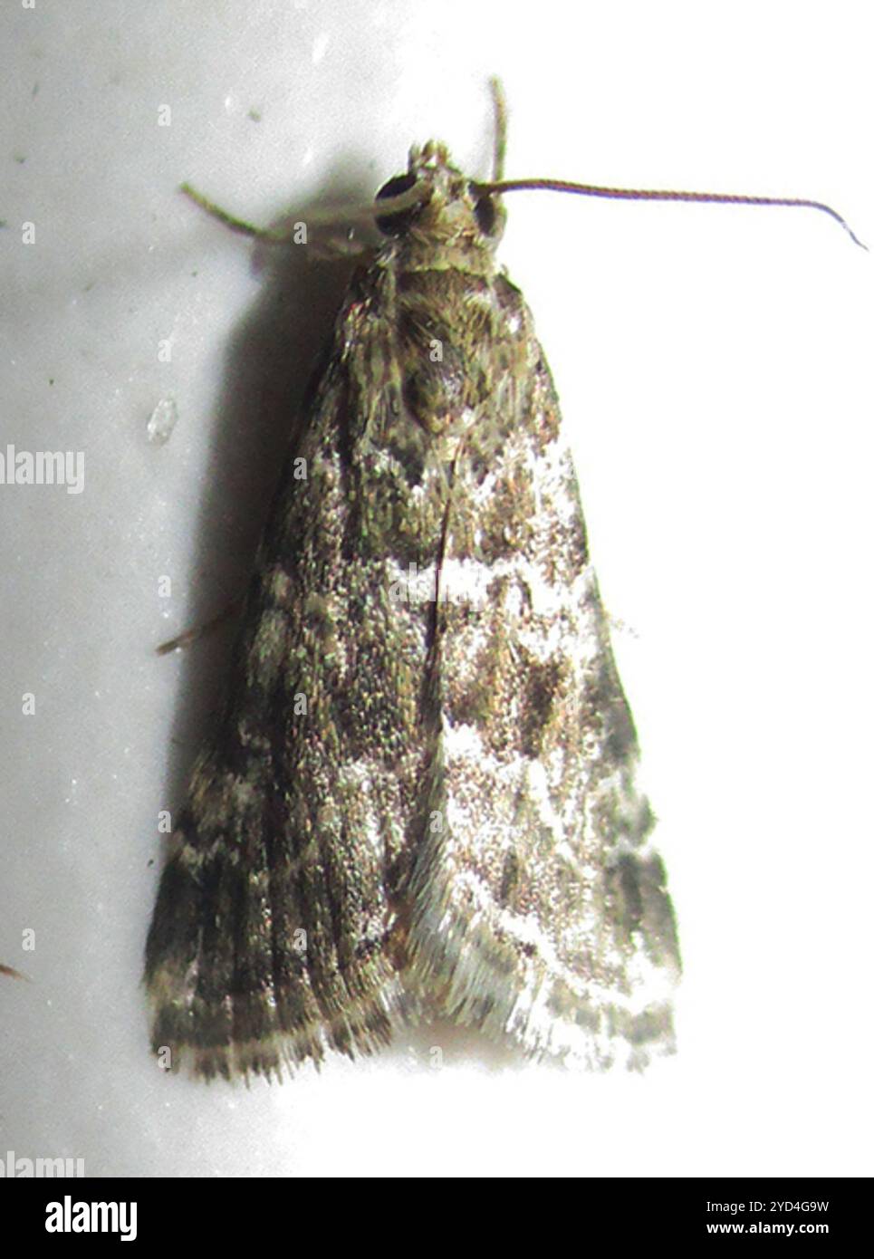 Old World Webworm (Hellula undalis Stock Photo - Alamy