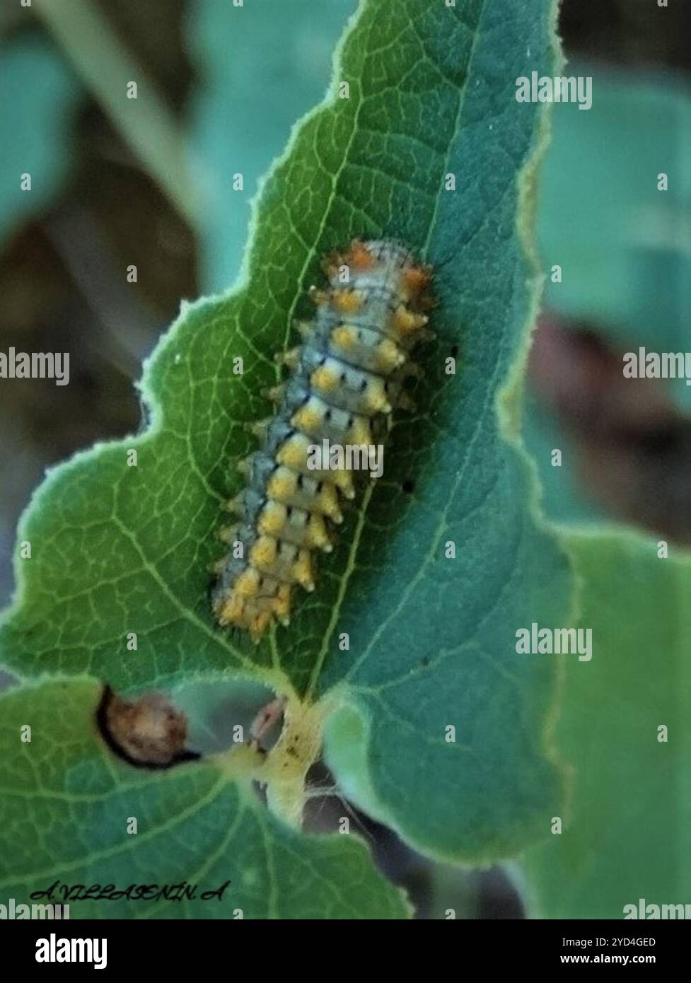 Spanish festoon zerynthia rumina hi-res stock photography and images ...