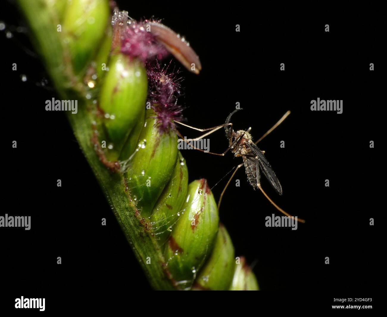 Nematoceran Flies (Nematocera Stock Photo - Alamy