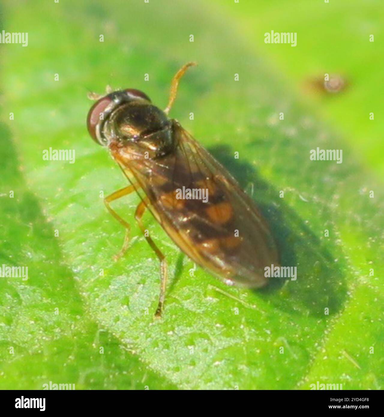 Small Hover Fly (Melanostoma fasciatum Stock Photo - Alamy