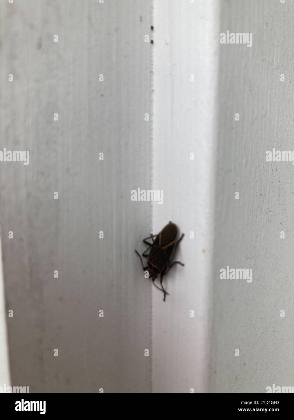 Western Boxelder Bug (Boisea rubrolineata Stock Photo - Alamy