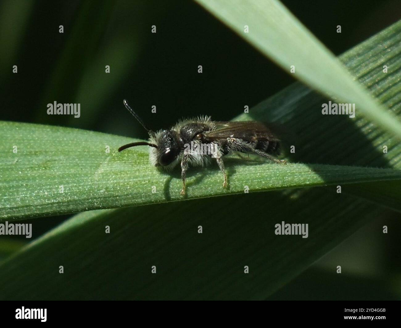Mining Bees (Andrena Stock Photo - Alamy