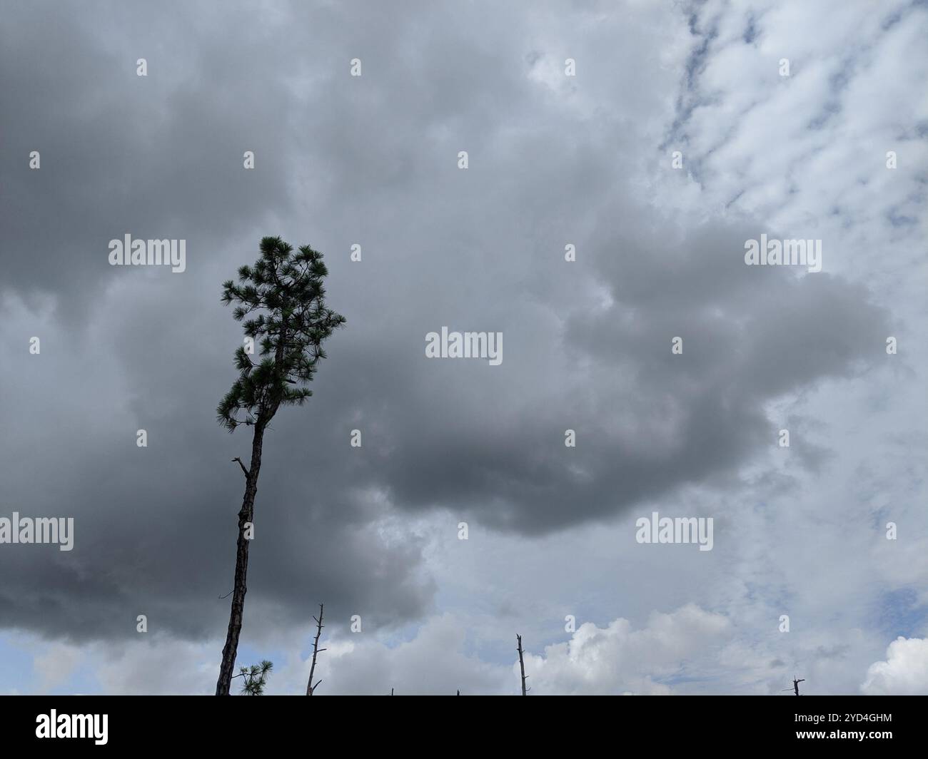 pond pine (Pinus serotina Stock Photo - Alamy