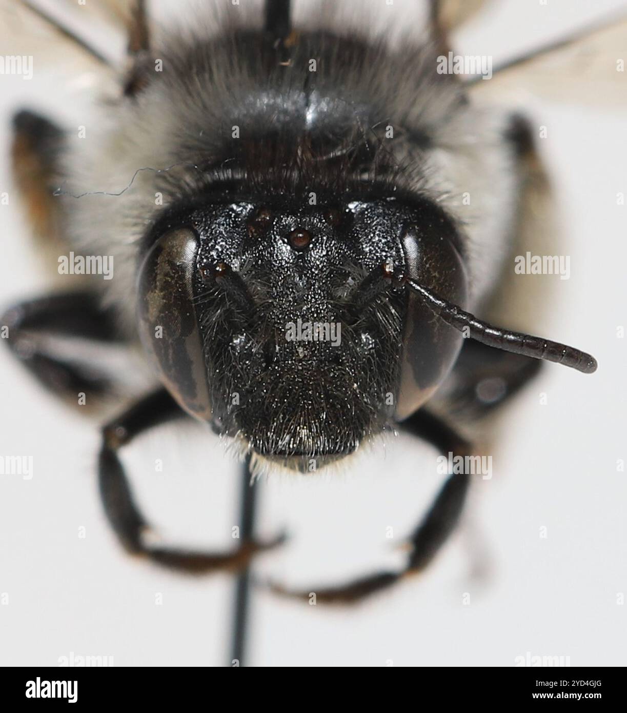 Orange-tipped Wood-digger (Anthophora terminalis Stock Photo - Alamy