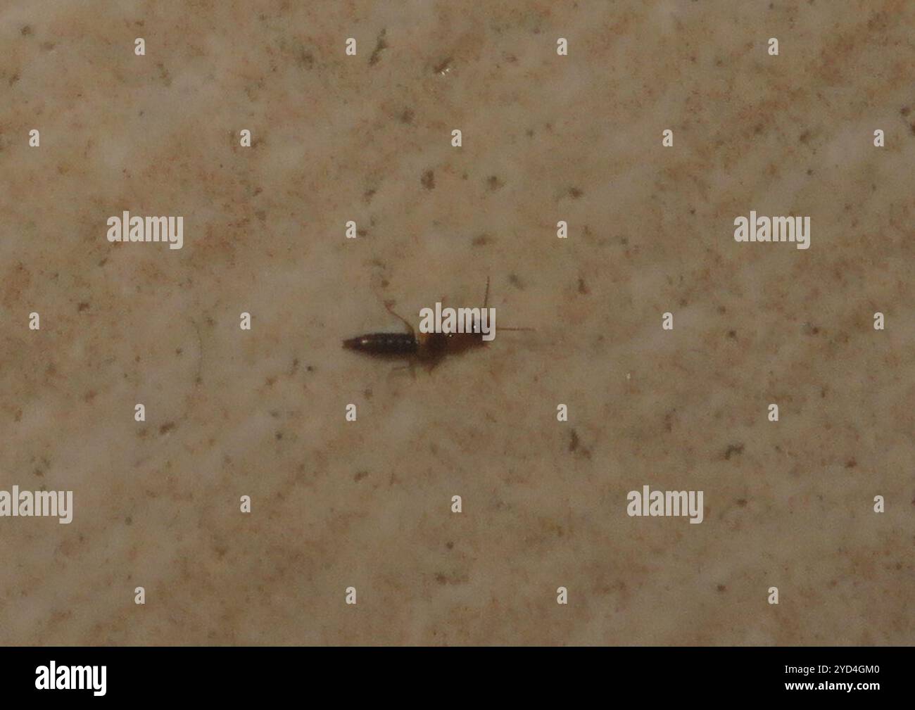 Paederinae hi-res stock photography and images - Alamy