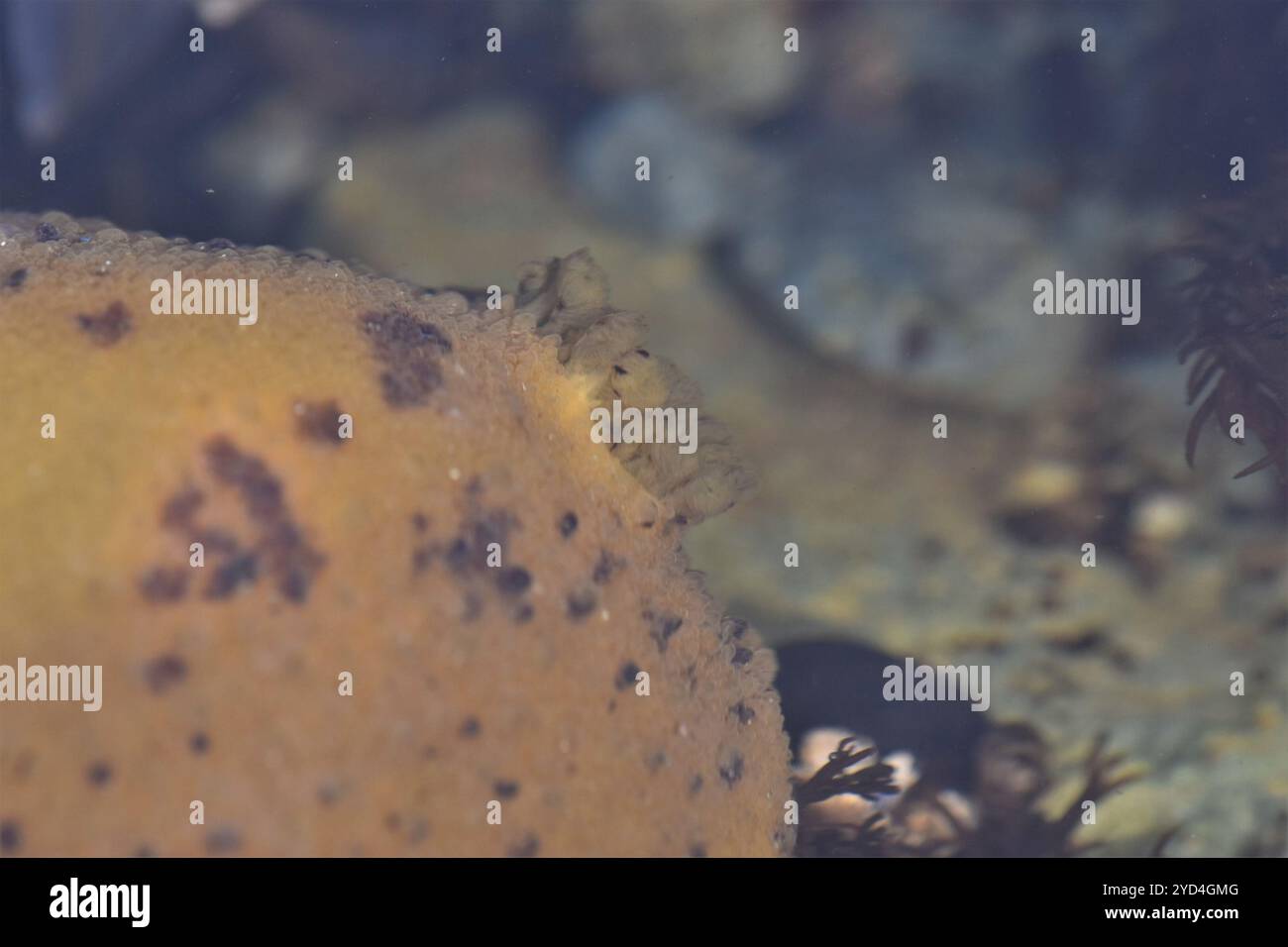 Monterey Dorid (Doris montereyensis Stock Photo - Alamy