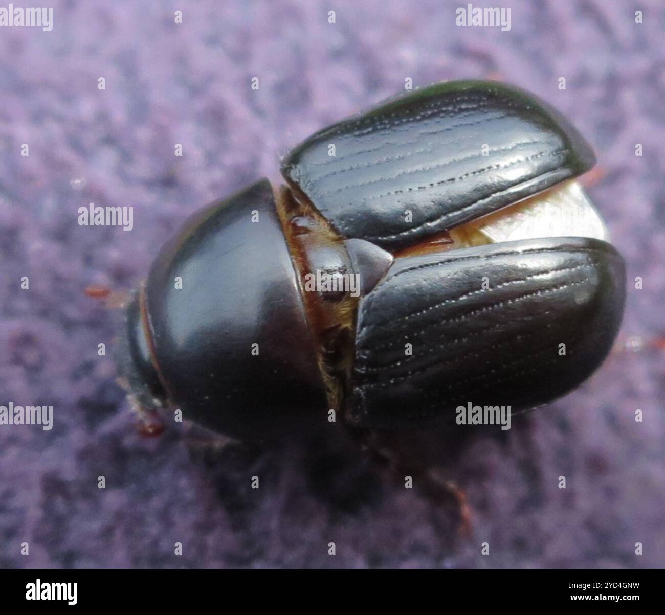 African Black Beetle (Heteronychus arator Stock Photo - Alamy