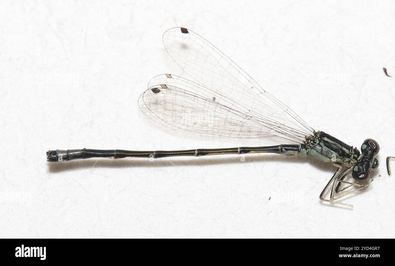 Perparva hi-res stock photography and images - Alamy
