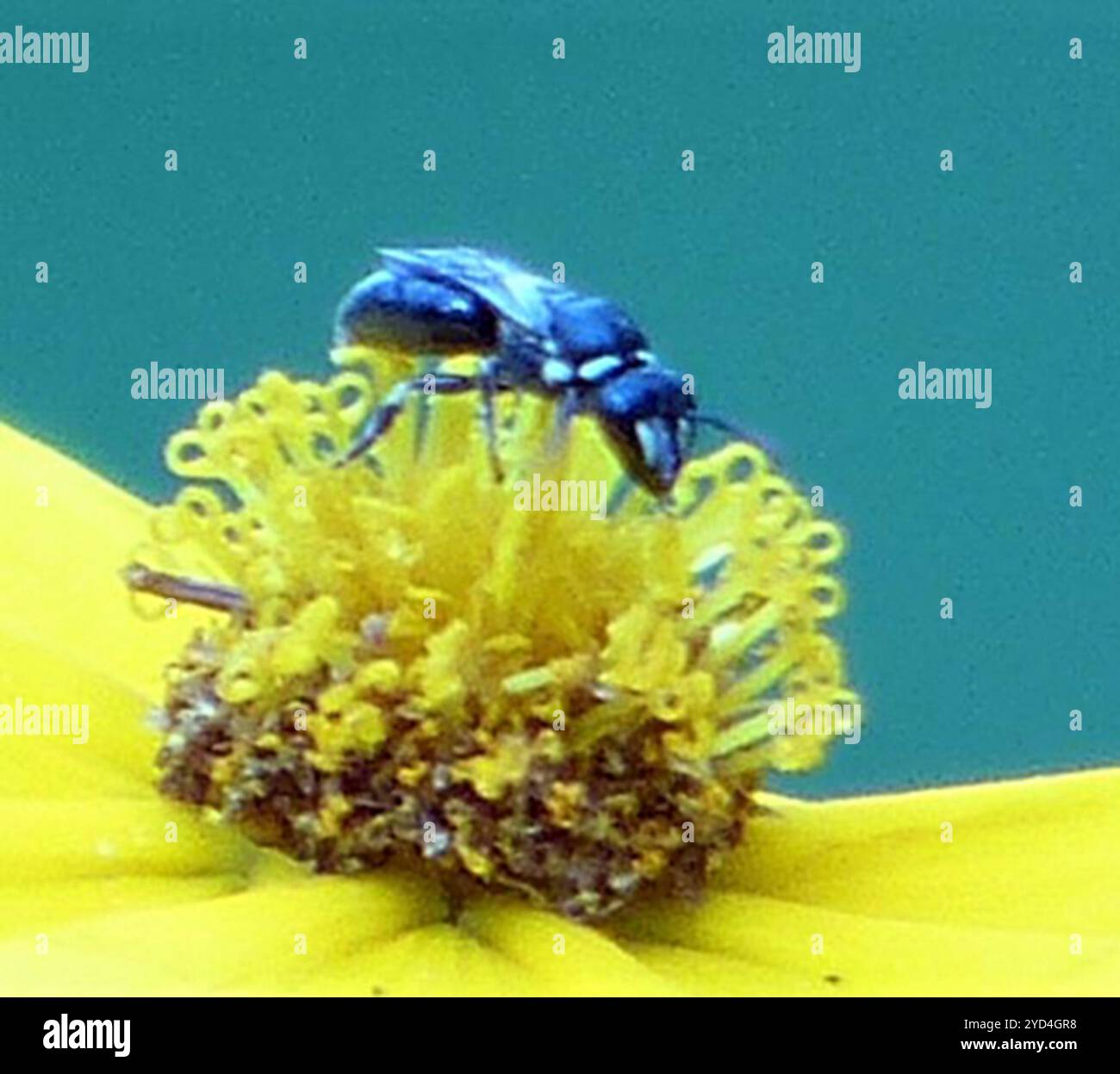Masked Bees (Hylaeus Stock Photo - Alamy