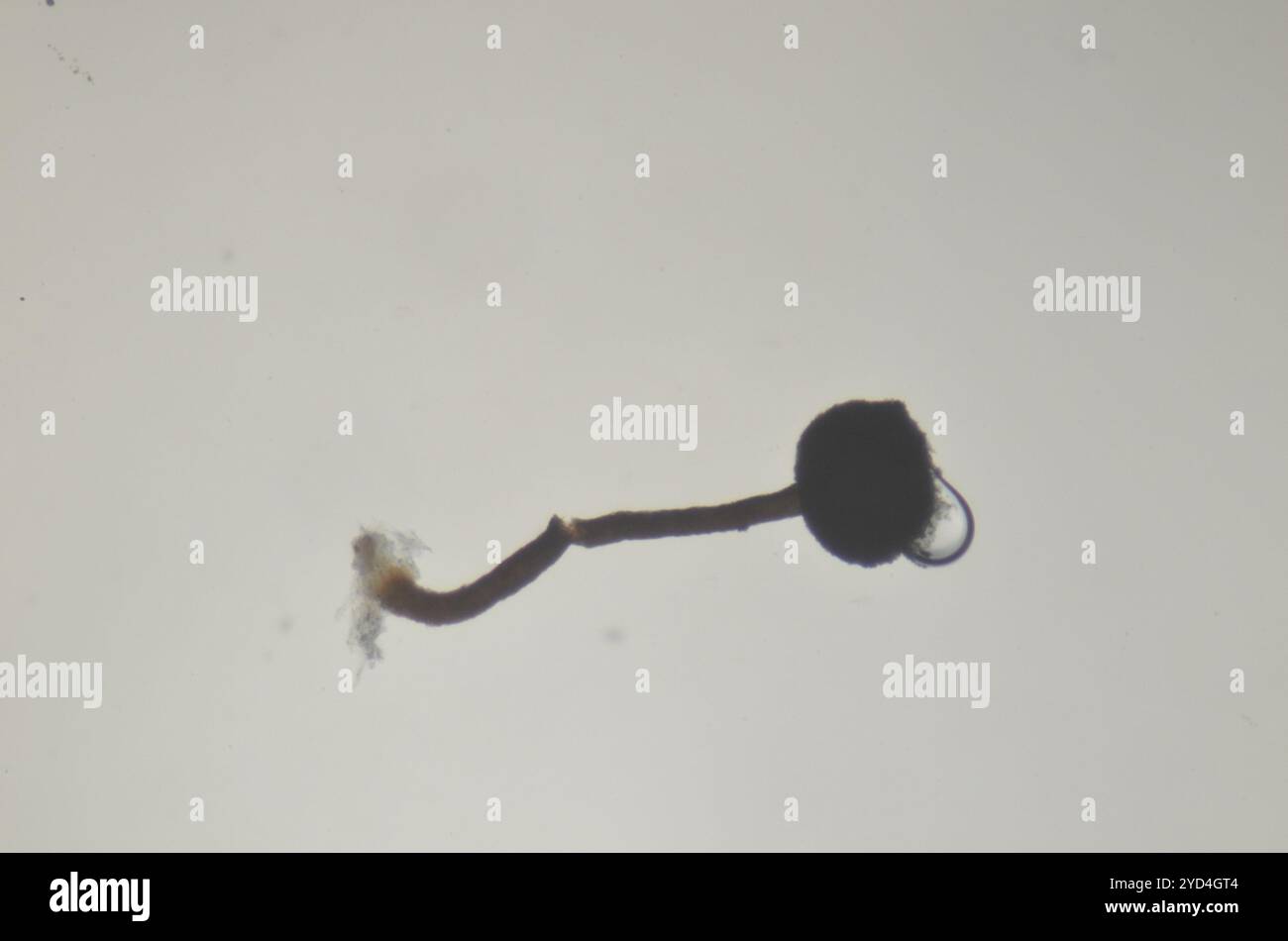 Snag Pin (Mycocalicium subtile Stock Photo - Alamy