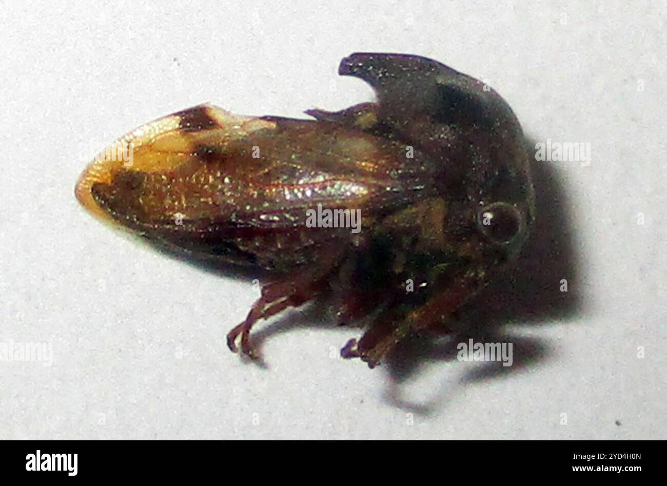 Typical Treehoppers (Membracidae Stock Photo - Alamy