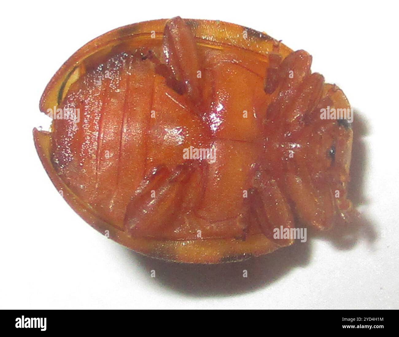 Potato Lady Beetle (Solanophila dregei Stock Photo - Alamy