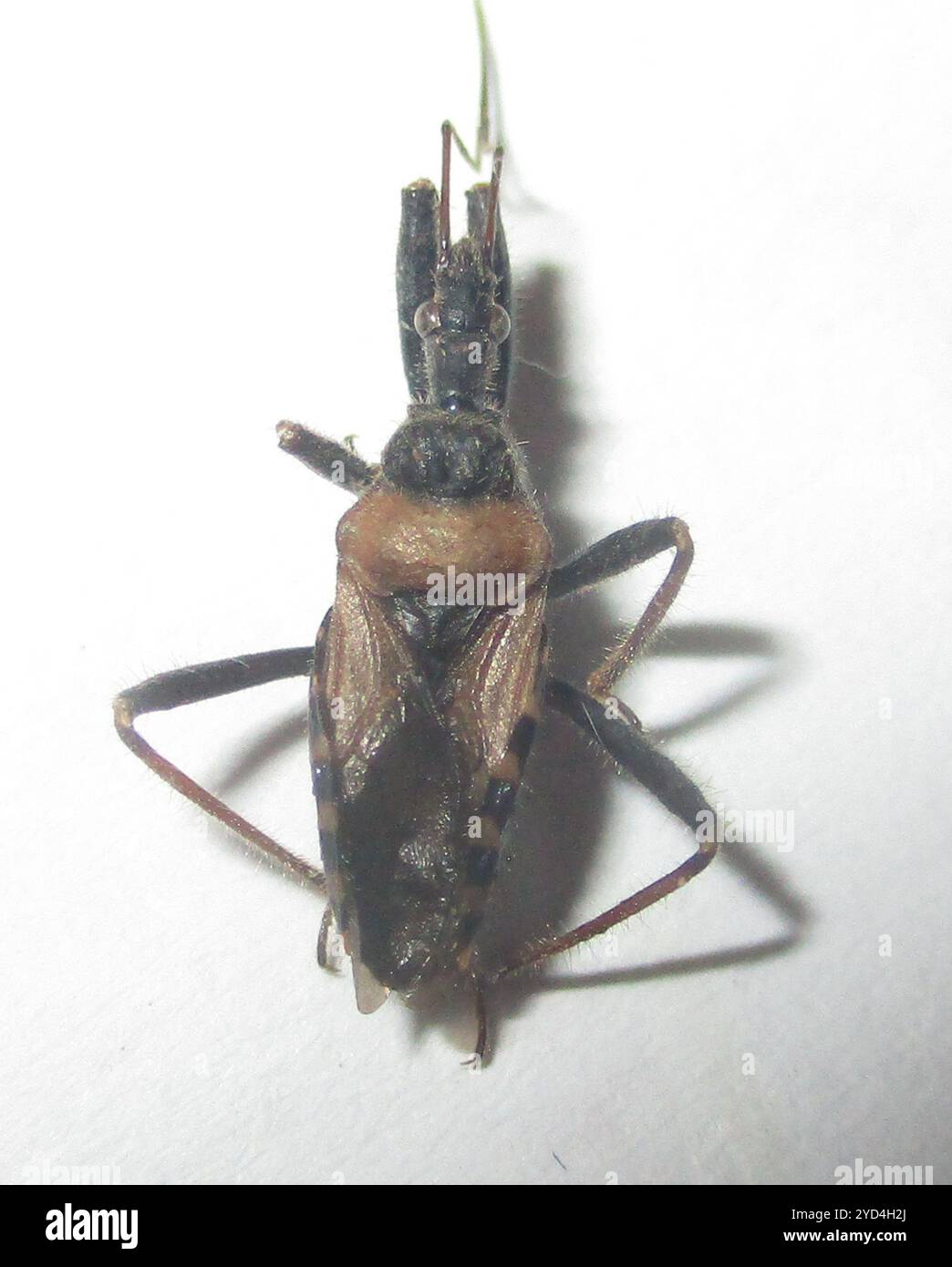 Flower Assassin Bugs (Rhynocoris Stock Photo - Alamy