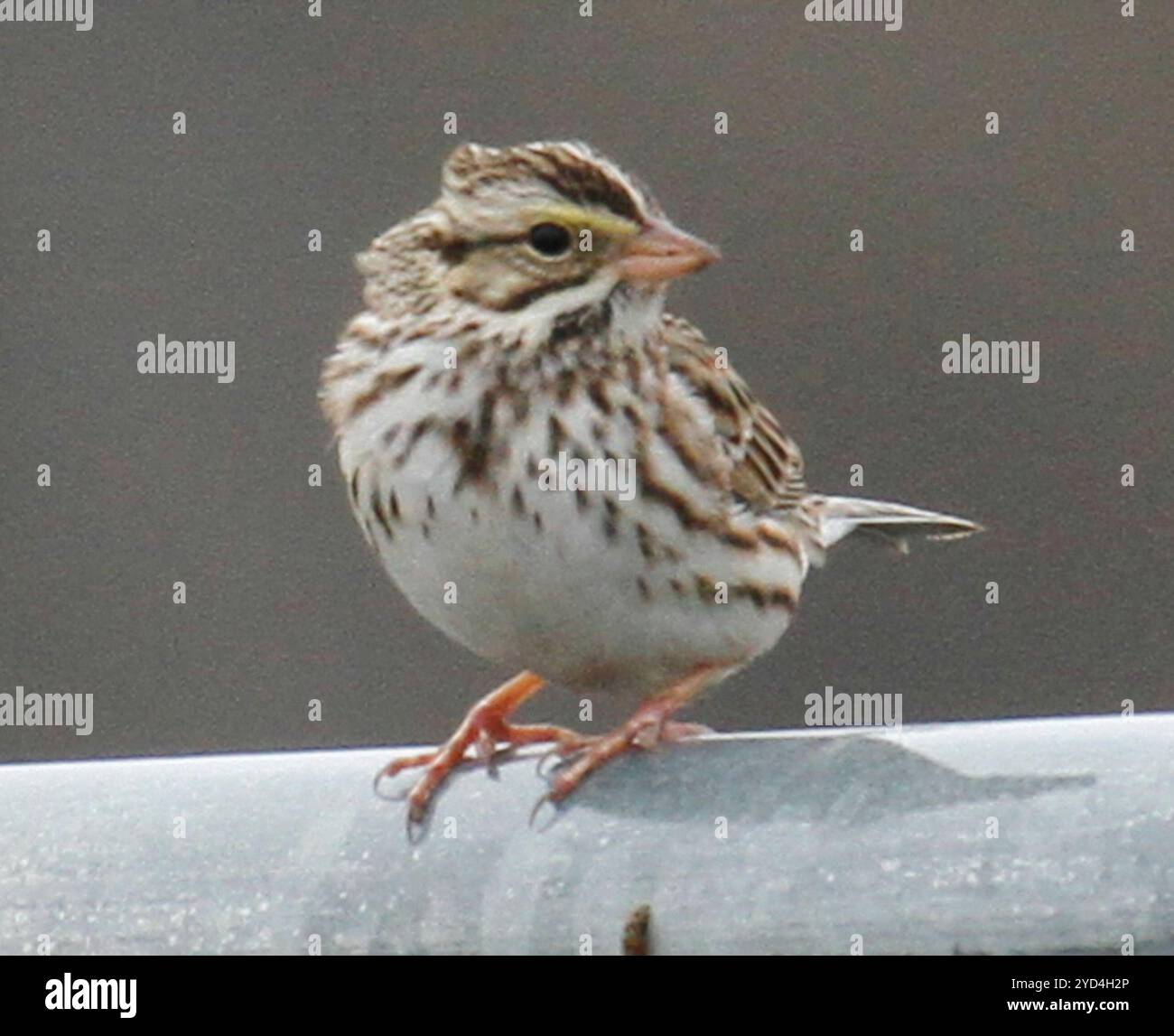 Savannah Sparrow (Passerculus sandwichensis Stock Photo - Alamy