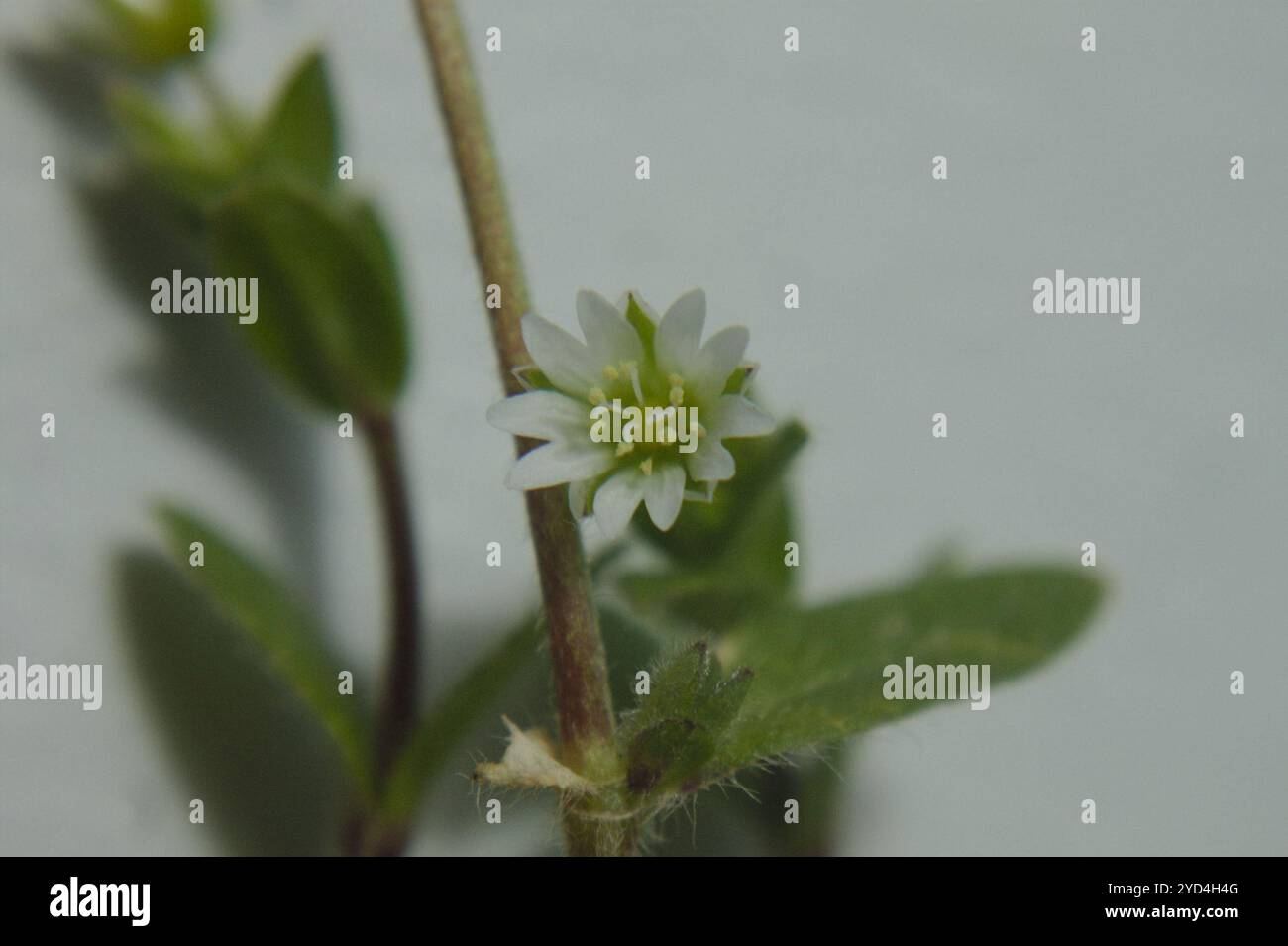 Common mouse-ear chickweed (Cerastium holosteoides Stock Photo - Alamy